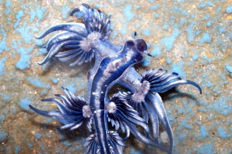 VIDÉO - Un Pokemon bleu aperçu sur la côte australienne