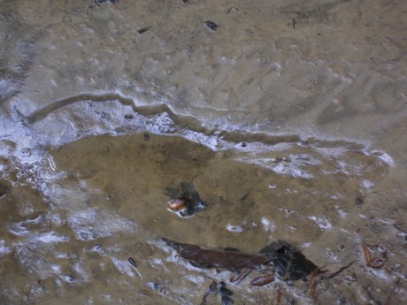 Yéti et camembert dans La Curiosité