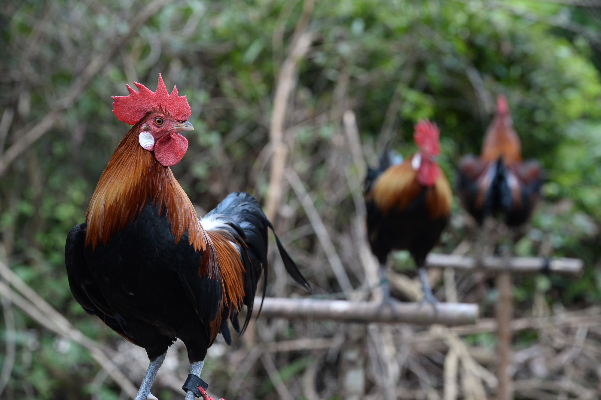 Les infos de 12h30 - Le coq Maurice peut continuer à chanter sur l'Île ...