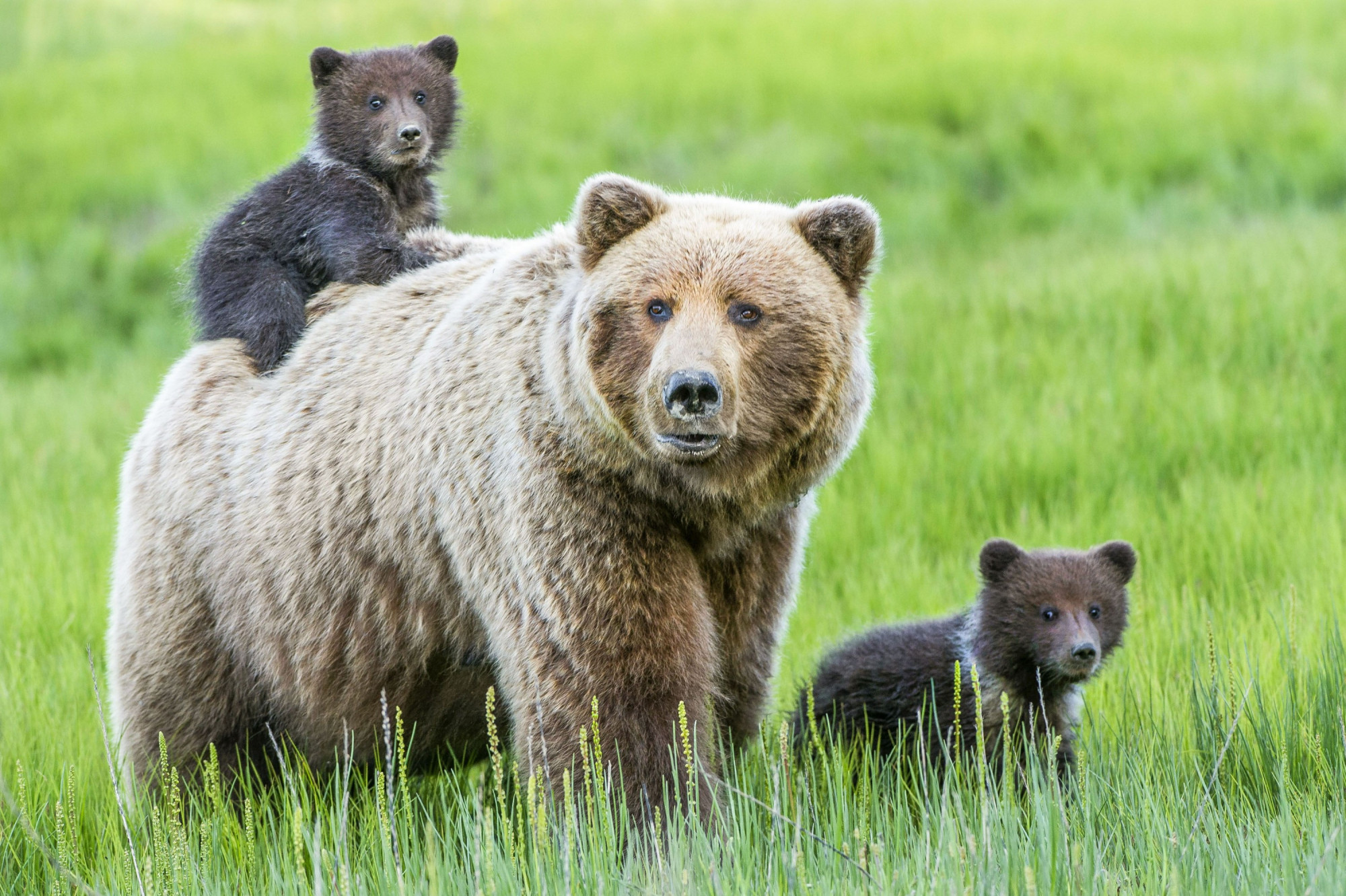 Alaska : un parc national installe des caméras pour filmer des ours en ...