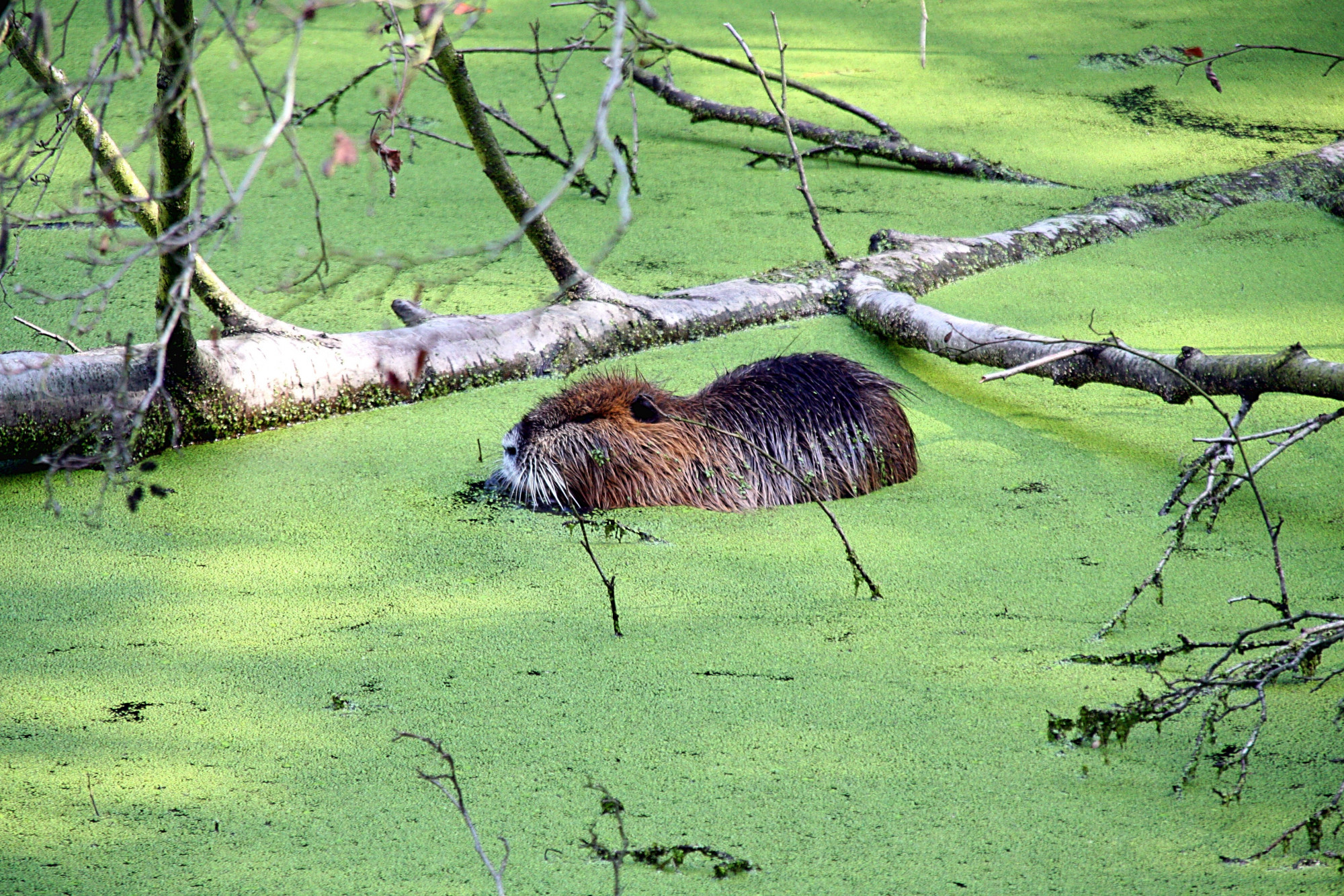 Des castors pour lutter contre les inondations