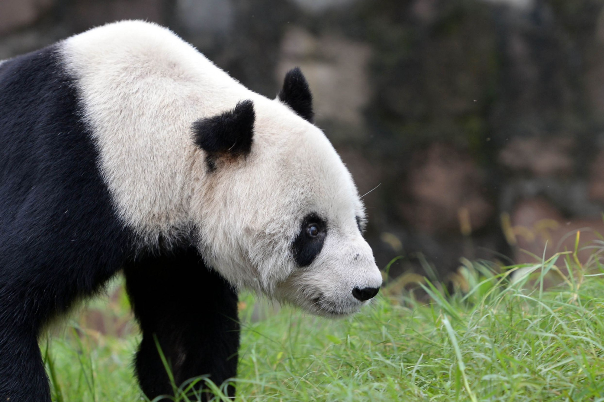 Chine : Pan Pan, le plus vieux panda mâle du monde, est mort