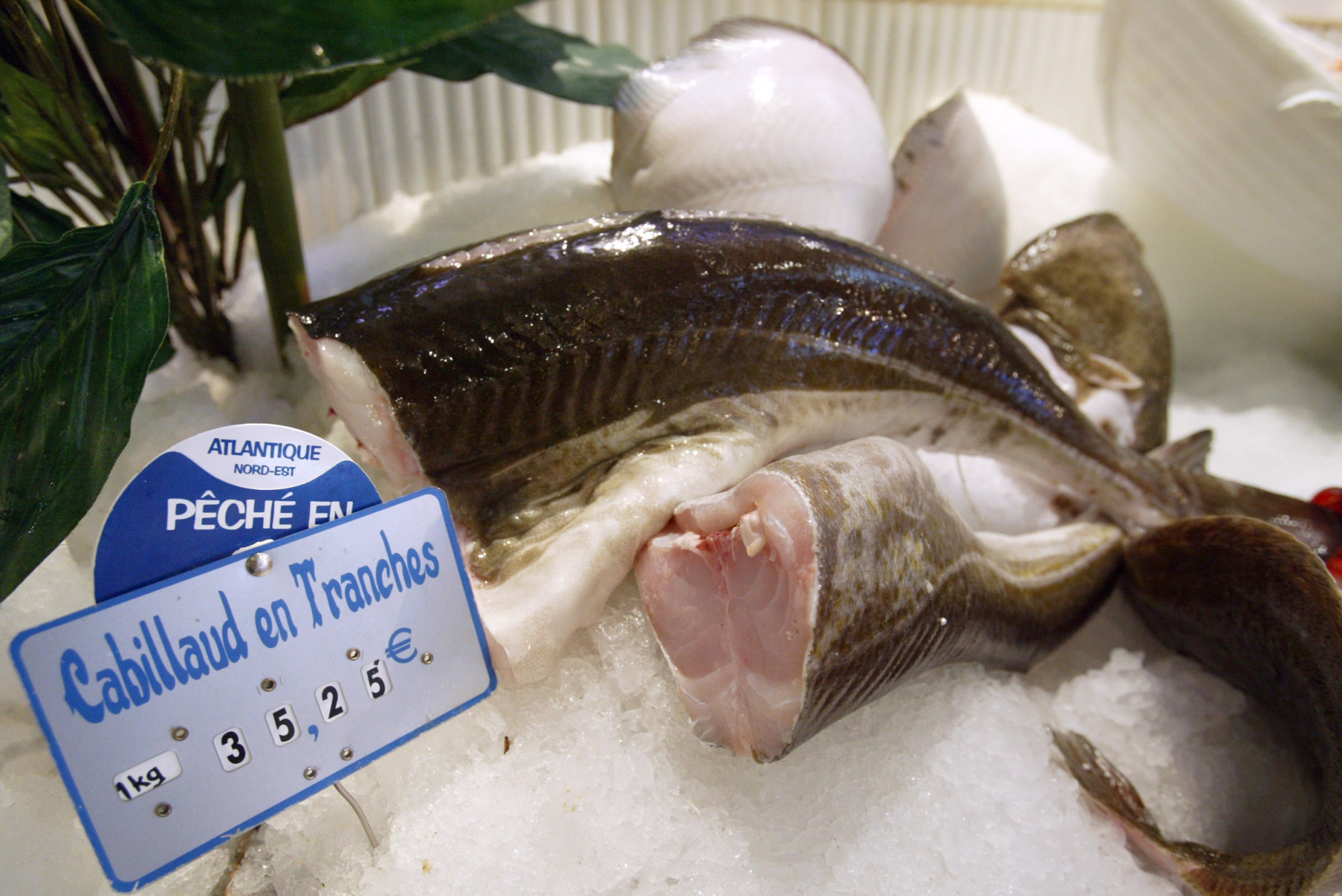 Ohé ohé, matelot... Menu du jour : les poissons de la mer