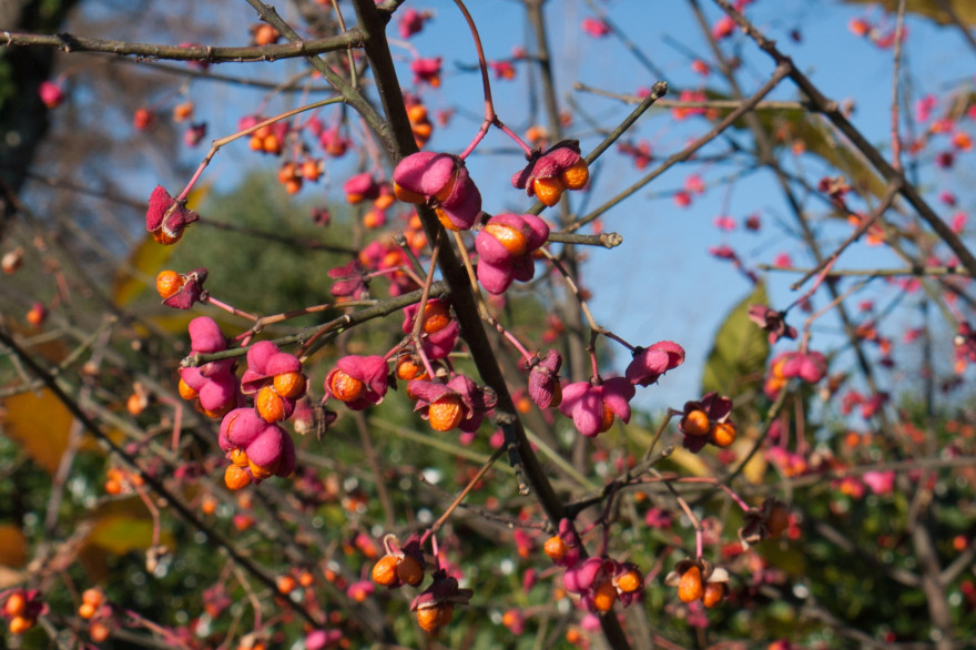 Du fusain et un chutney de coings dans "Maison, brocante, cuisine, jardin"