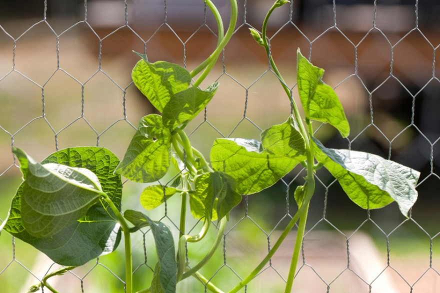Quel grillage pour protéger un potager