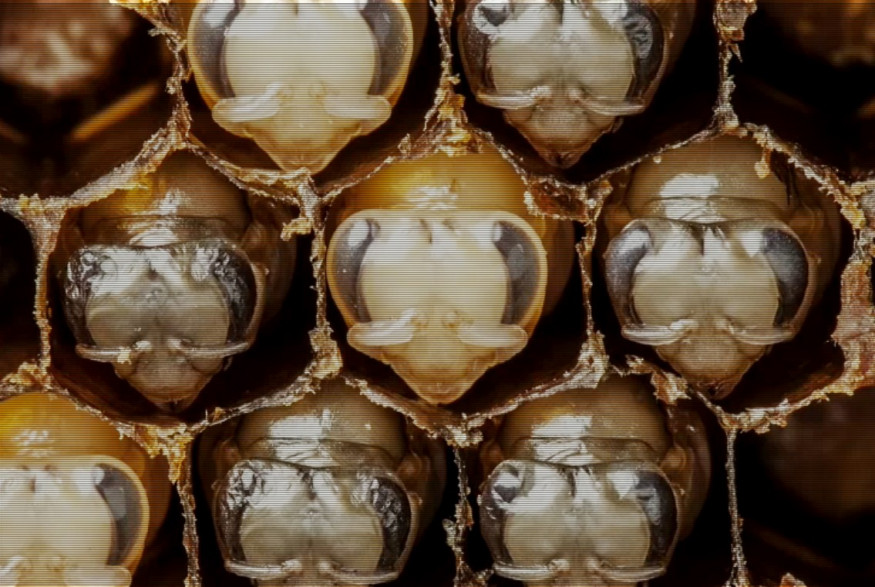 VIDÉO - La naissance des abeilles résumée en 60 secondes