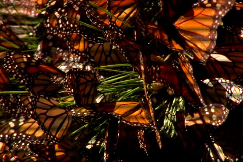 VIDÉO - Le destin tragique du papillon Monarque