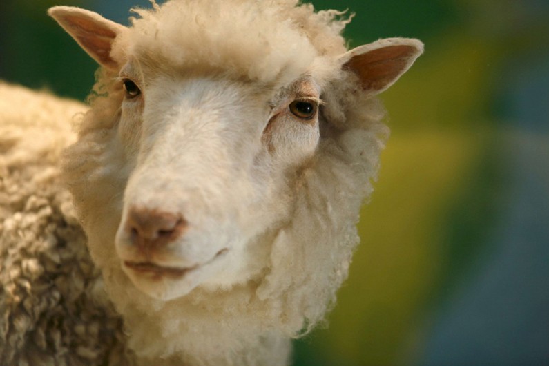 Le 23 février 1997, le monde découvrait la brebis "Dolly"