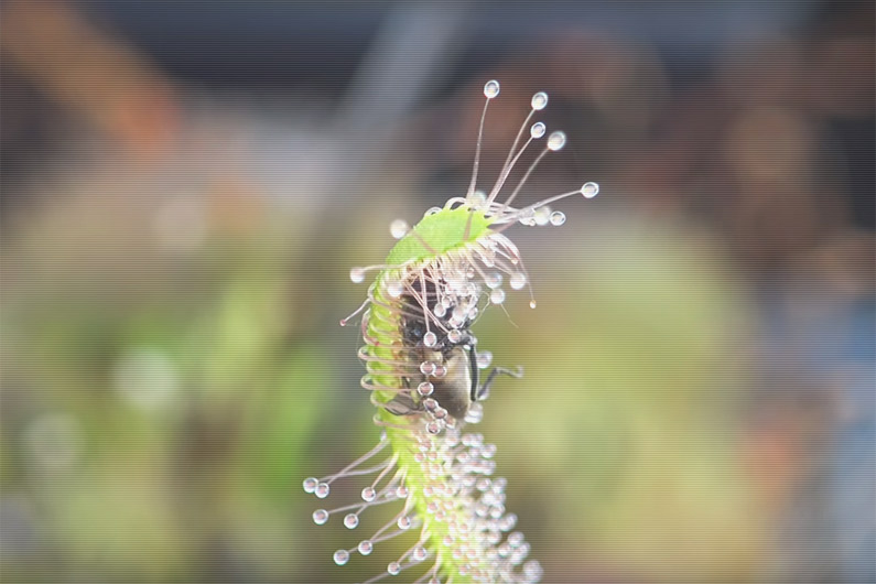 VIDÉO - Une plante carnivore dévore un insecte en time-lapse