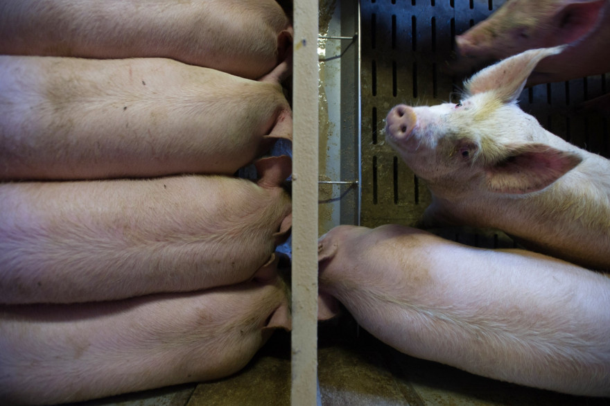 Castration à vif des porcelets : l’interdiction "va compliquer notre ...