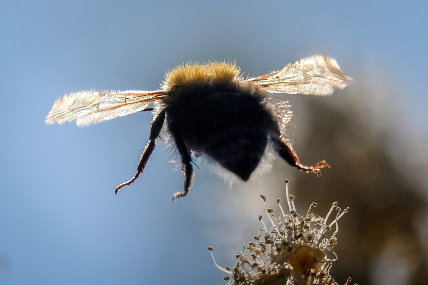 Changement climatique : les bourdons pourraient disparaître