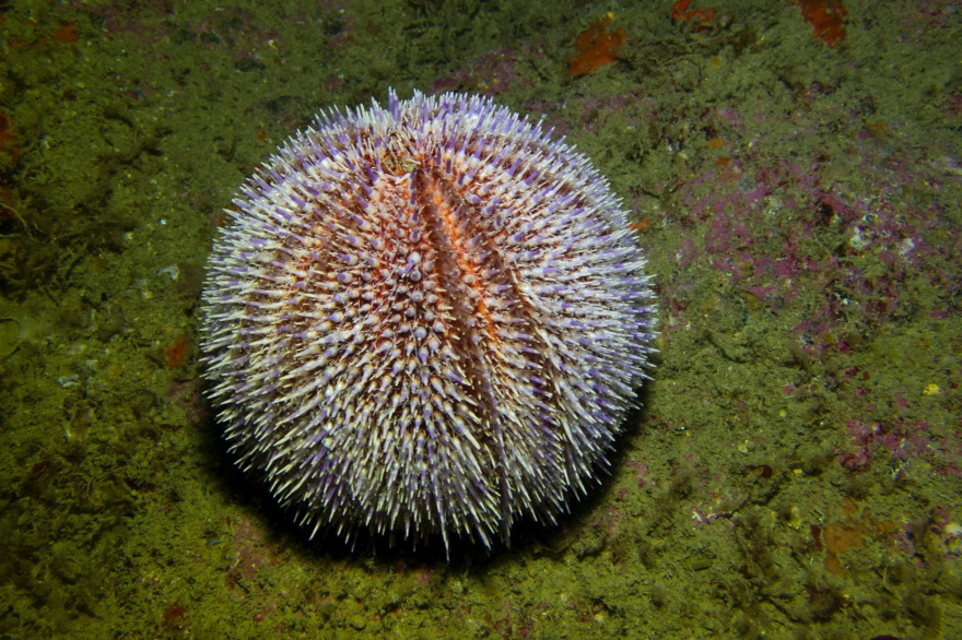 Climat : pourquoi manger des sushis d'oursins est bon pour l'océan