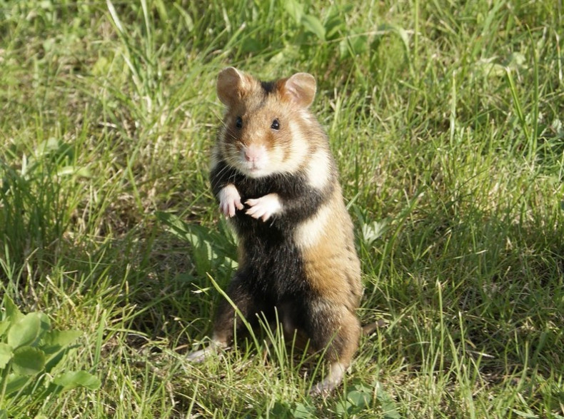 Le grand hamster d'Alsace bientôt sauvé