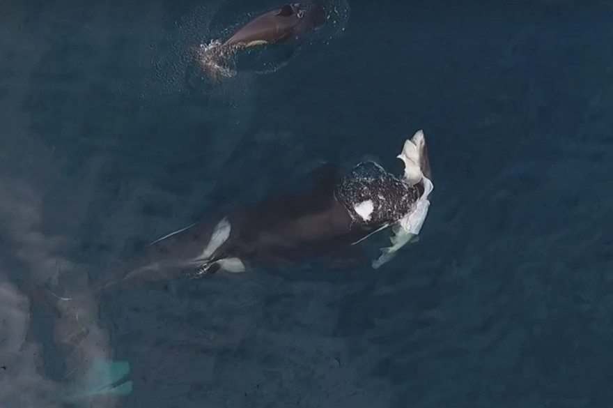 VIDÉO - Une orque attrape et dévore un requin