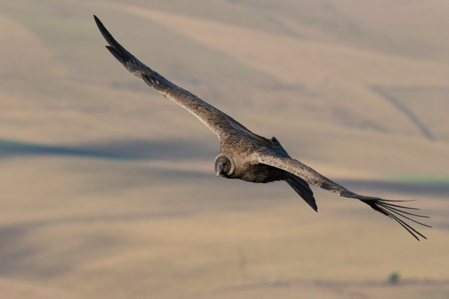 Équateur : un couple de condors ravive les espoirs sur la protection de ...