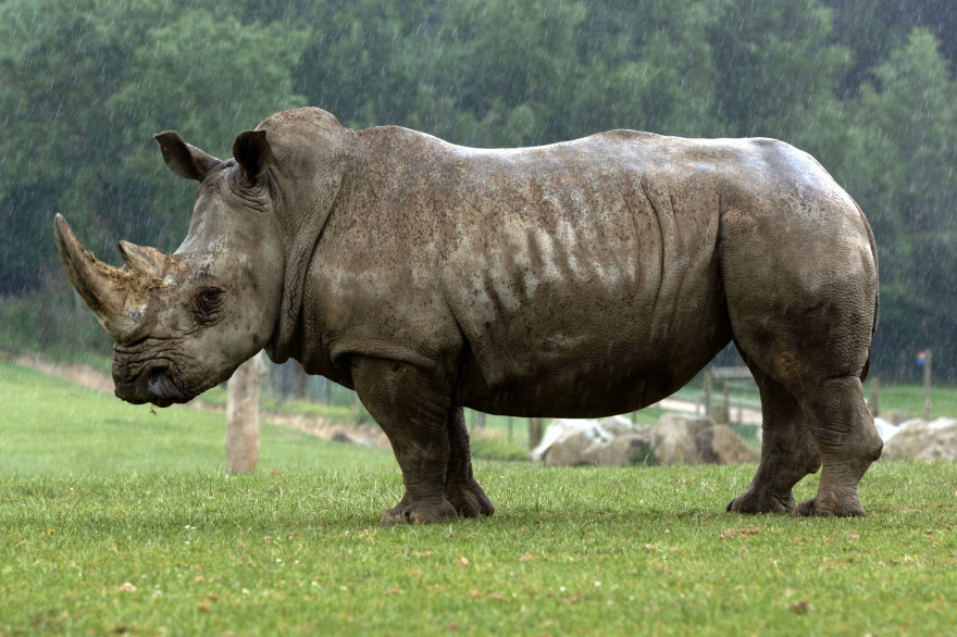 Yvelines : un rhinocéros abattu et sa corne tronçonnée au zoo de Thoiry