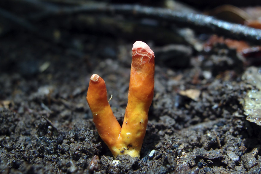 Australie : découverte d'un des champignons les plus dangereux au monde