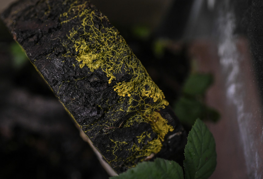 Blob : qu'est-ce que cette créature mystérieuse, présentée au zoo de ...