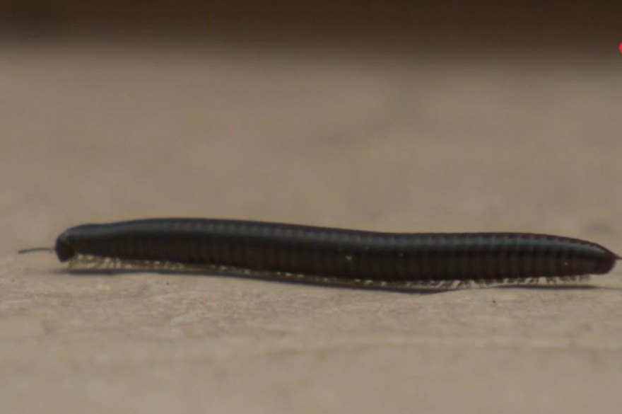 Nord : une commune envahie par des centaines de milliers de mille-pattes