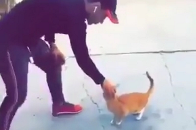 Maltraitance animale : la police saisie après la vidéo d'un homme ...