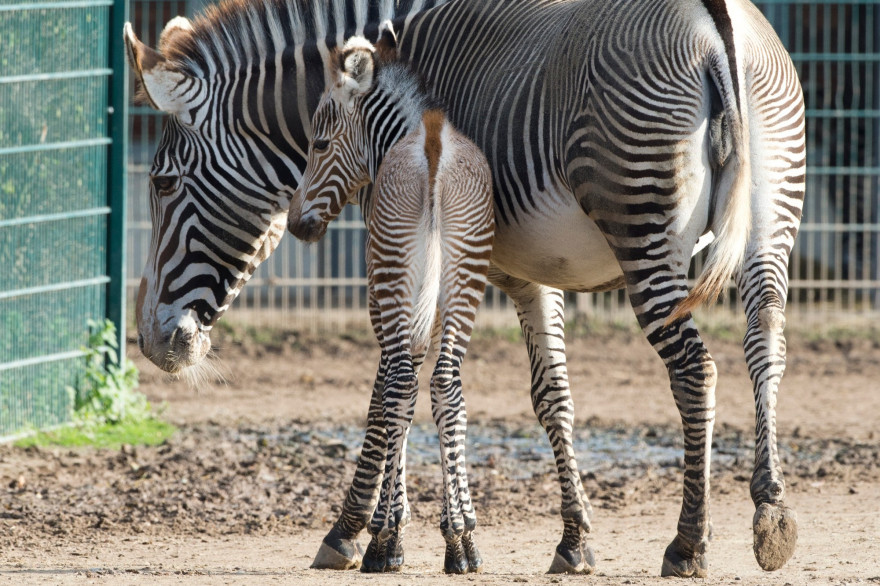 Charente-Maritime : naissance d'un zèbre de Grévy, une espèce en danger ...