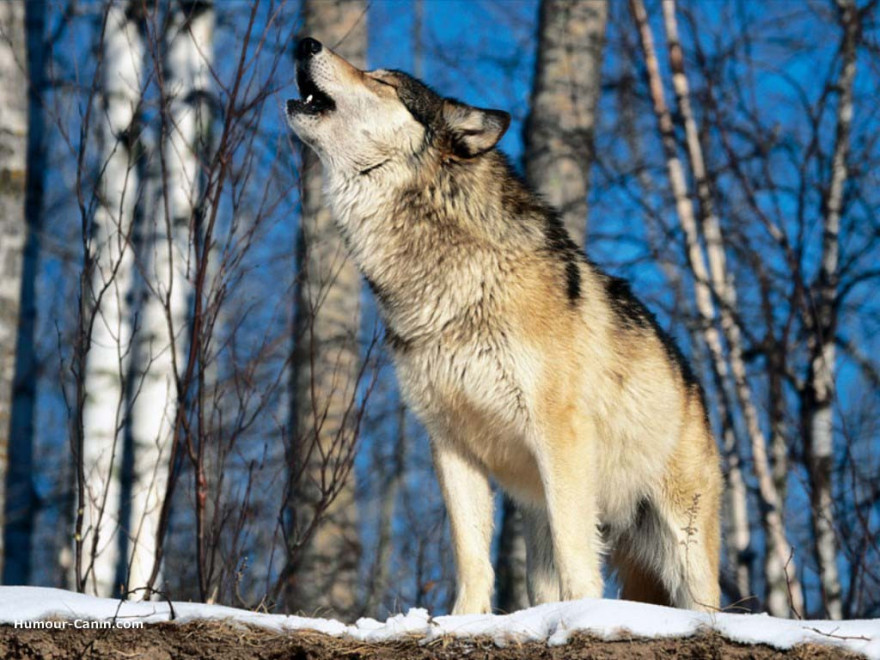 Les loups sont au rendez-vous