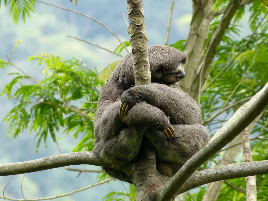 RTL Autour du monde : Exotisme et paresseux